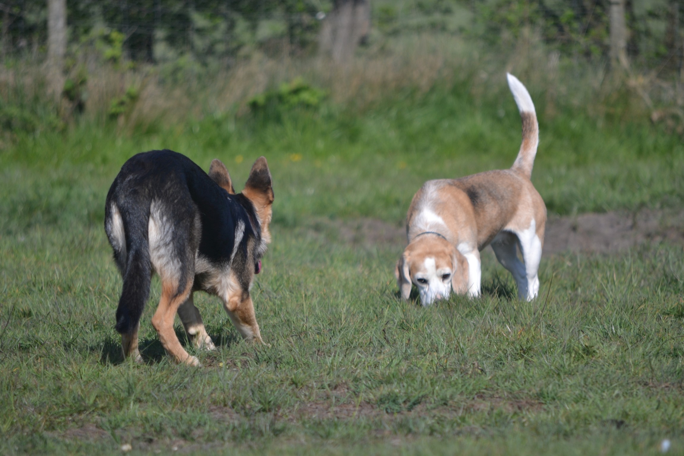 Wagging Tail, Happy Dog; Busting The Body-Language Myth – Dog Ways ...