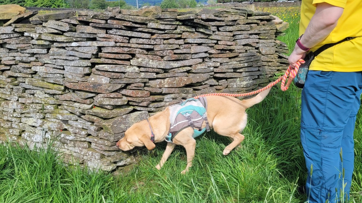 Scent Detection – Dog Ways Lancashire